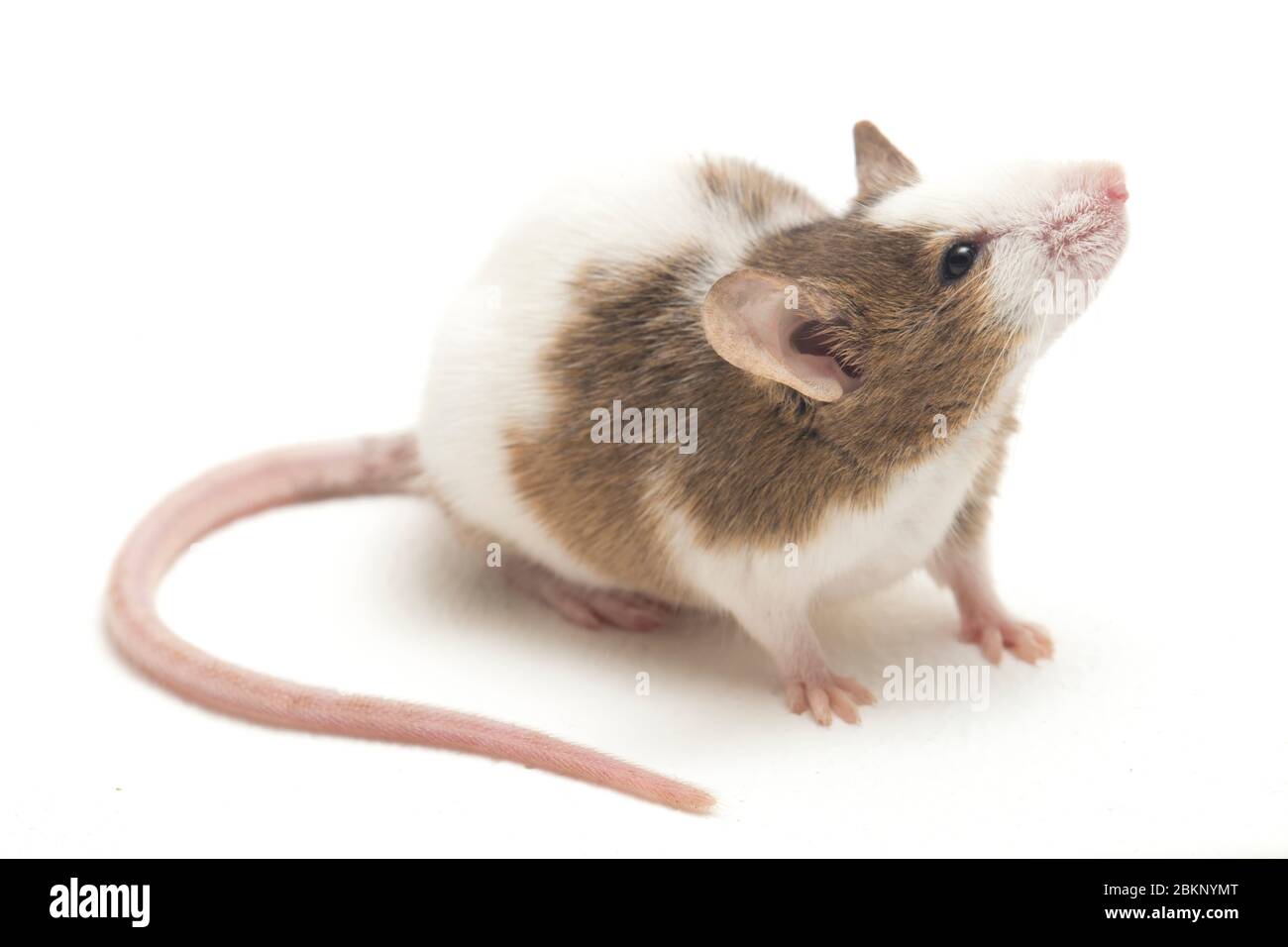 Gray Brown white mouse isolated on white background Stock Photo - Alamy