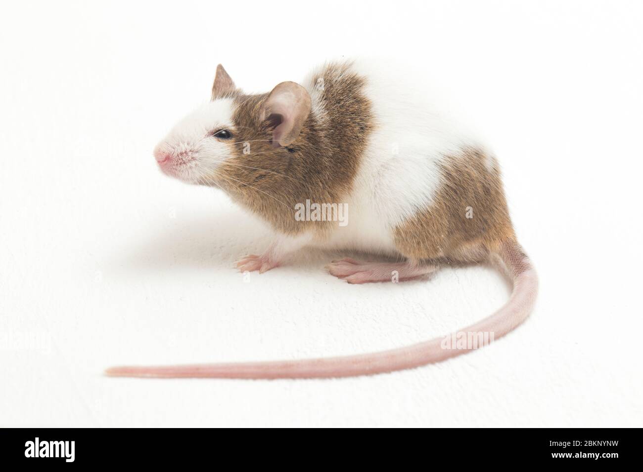 Gray Brown white mouse isolated on white background Stock Photo - Alamy