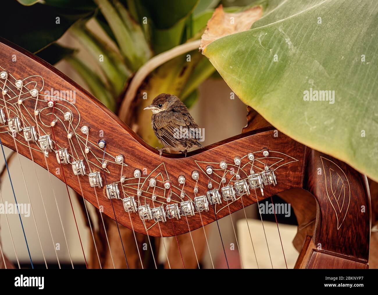 Irish harp and smal bird. Instrument closeup Stock Photo - Alamy