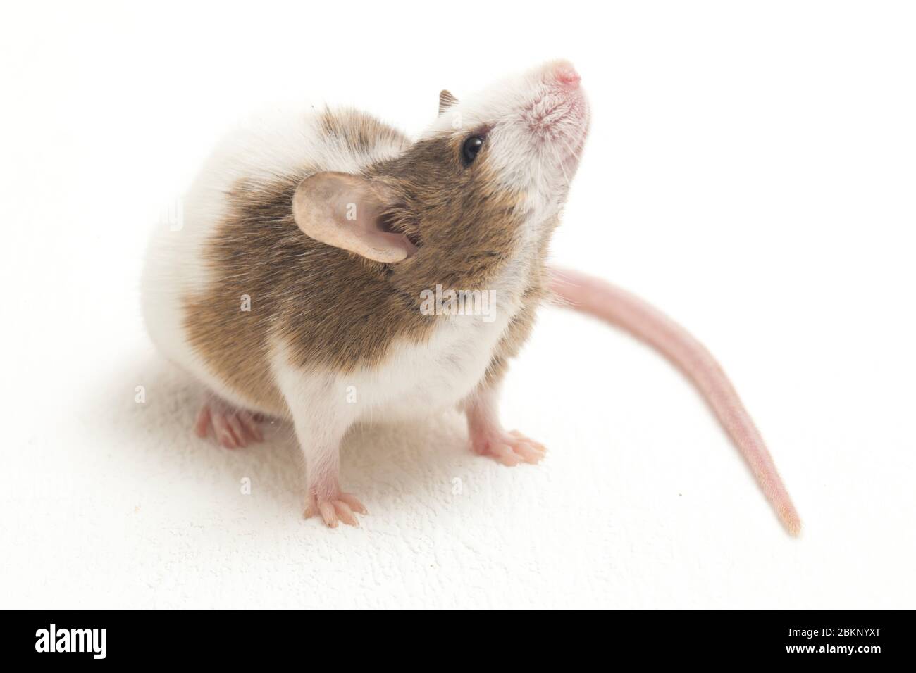 Gray Brown white mouse isolated on white background Stock Photo - Alamy