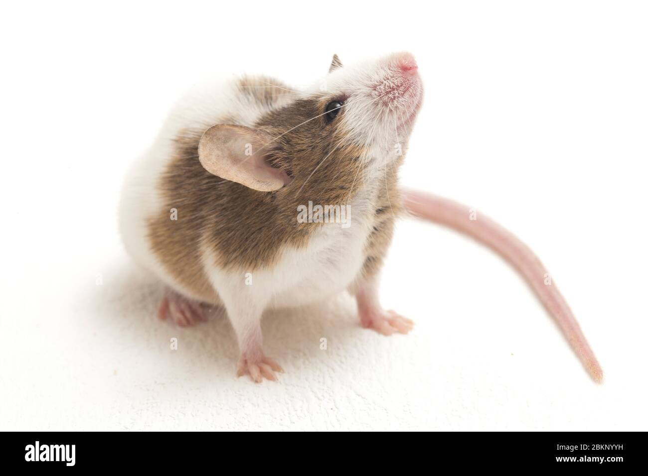 Gray Brown white mouse isolated on white background Stock Photo - Alamy