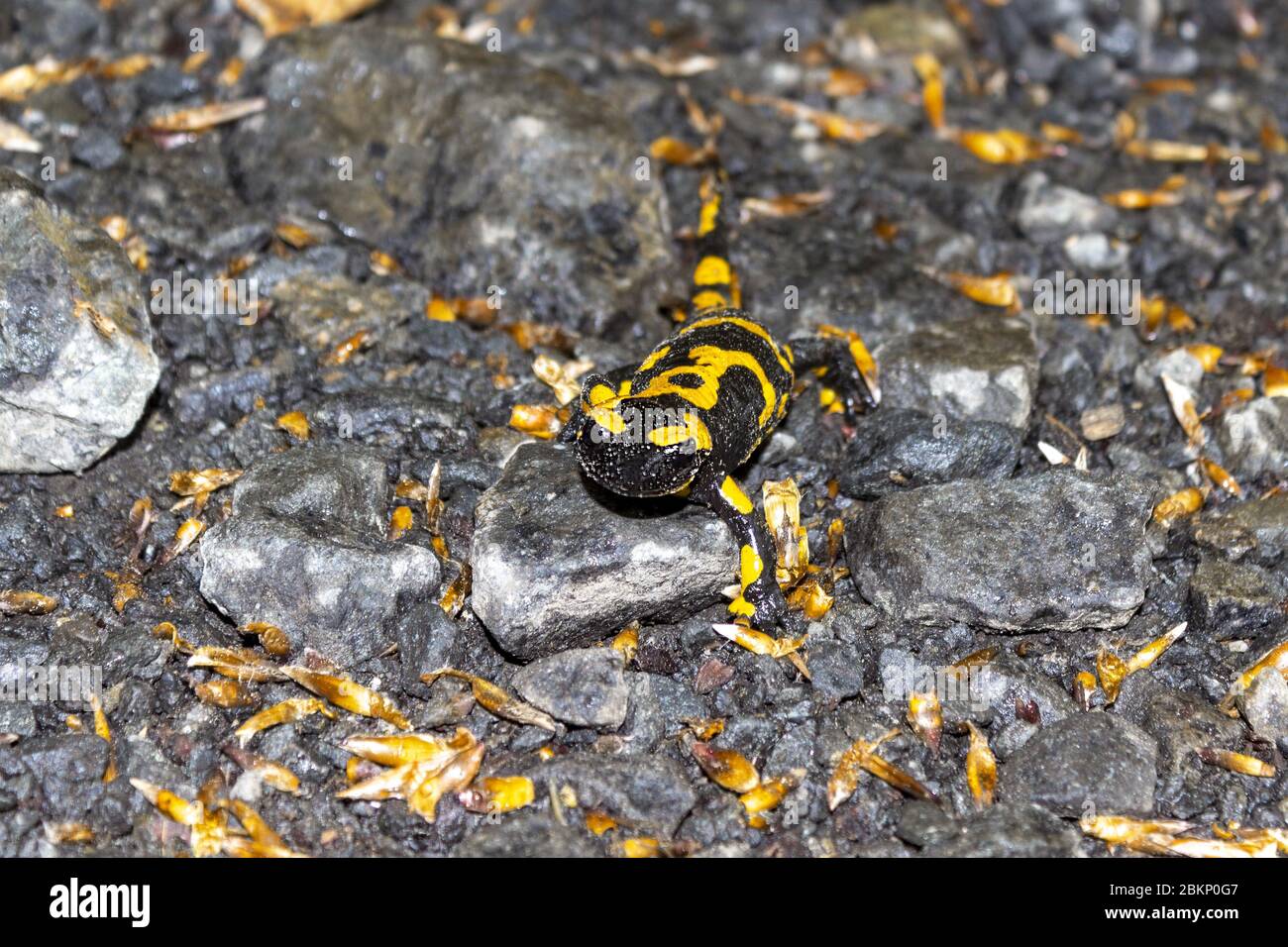 Salamander from group of amphibians order urodela in the wild among the ...