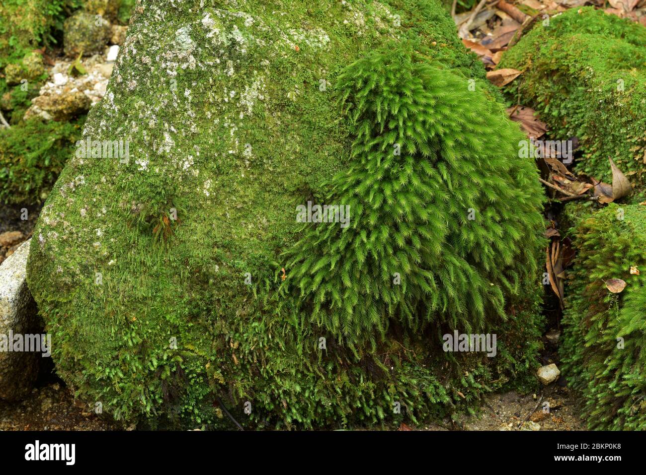 Ferns and moss hi-res stock photography and images - Alamy