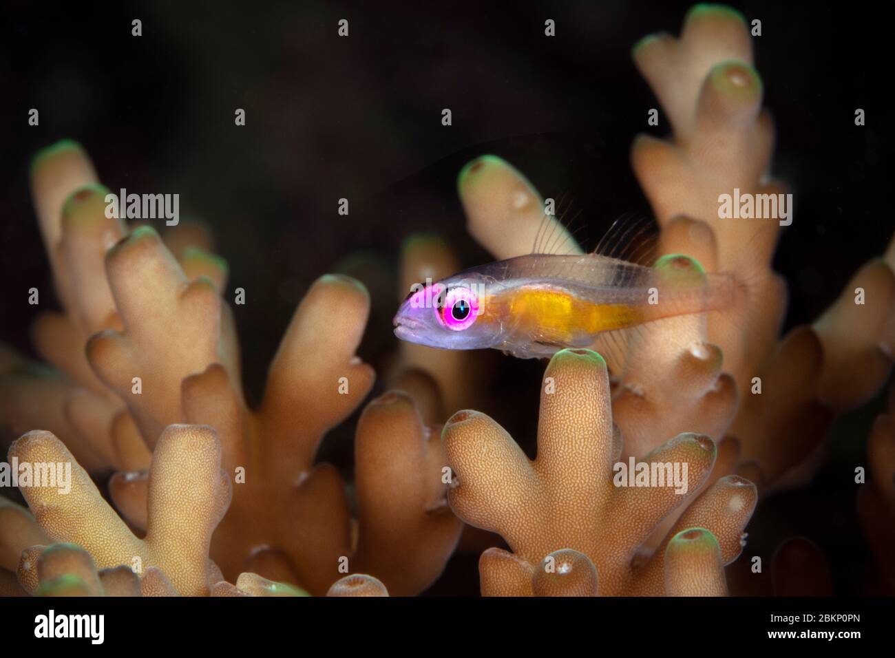 Pink-eyed Goby (Bryaninops natans). Underwater macro photography from ...