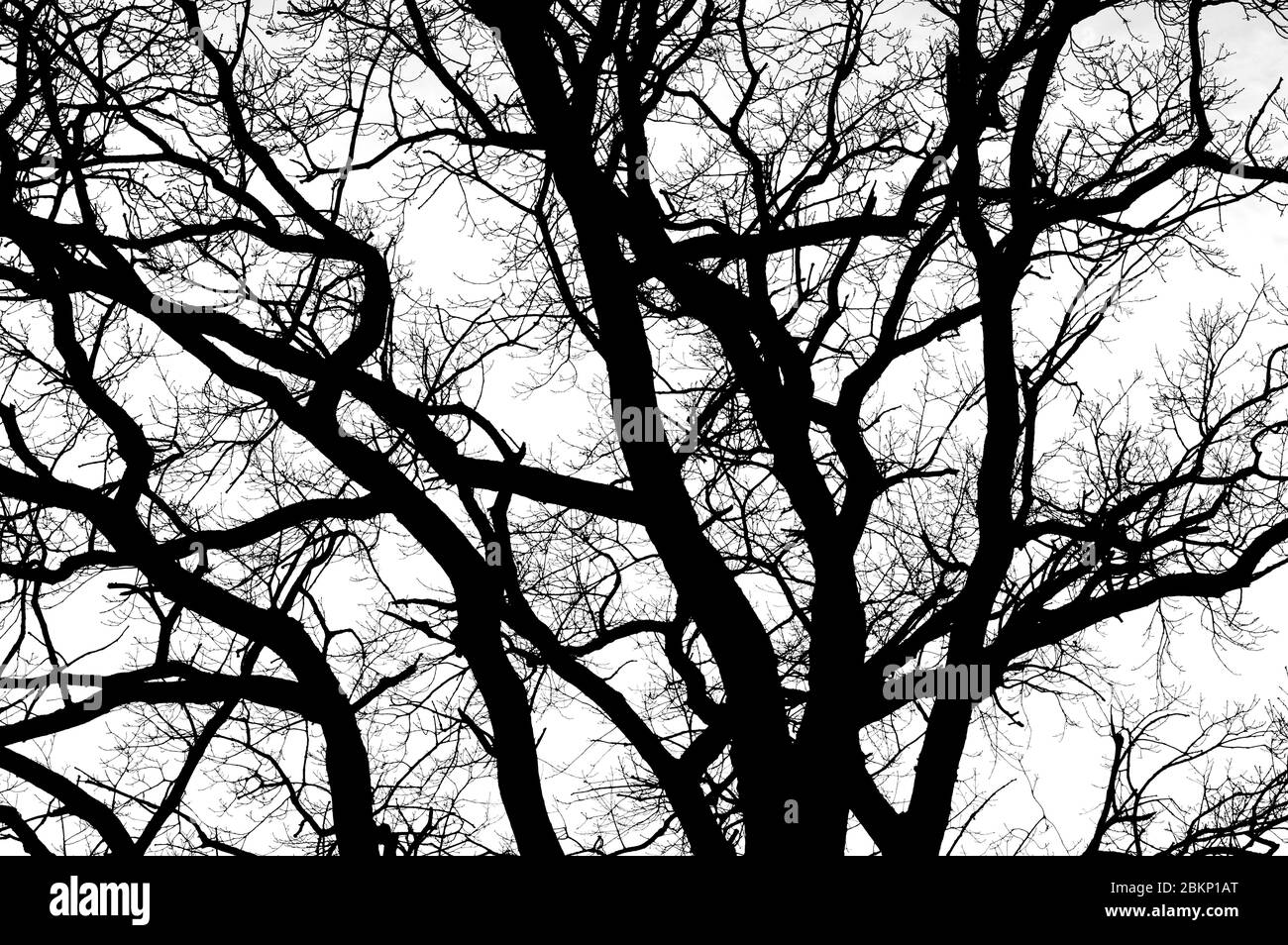 Silhouette tree branches and leaves in nature Stock Photo - Alamy