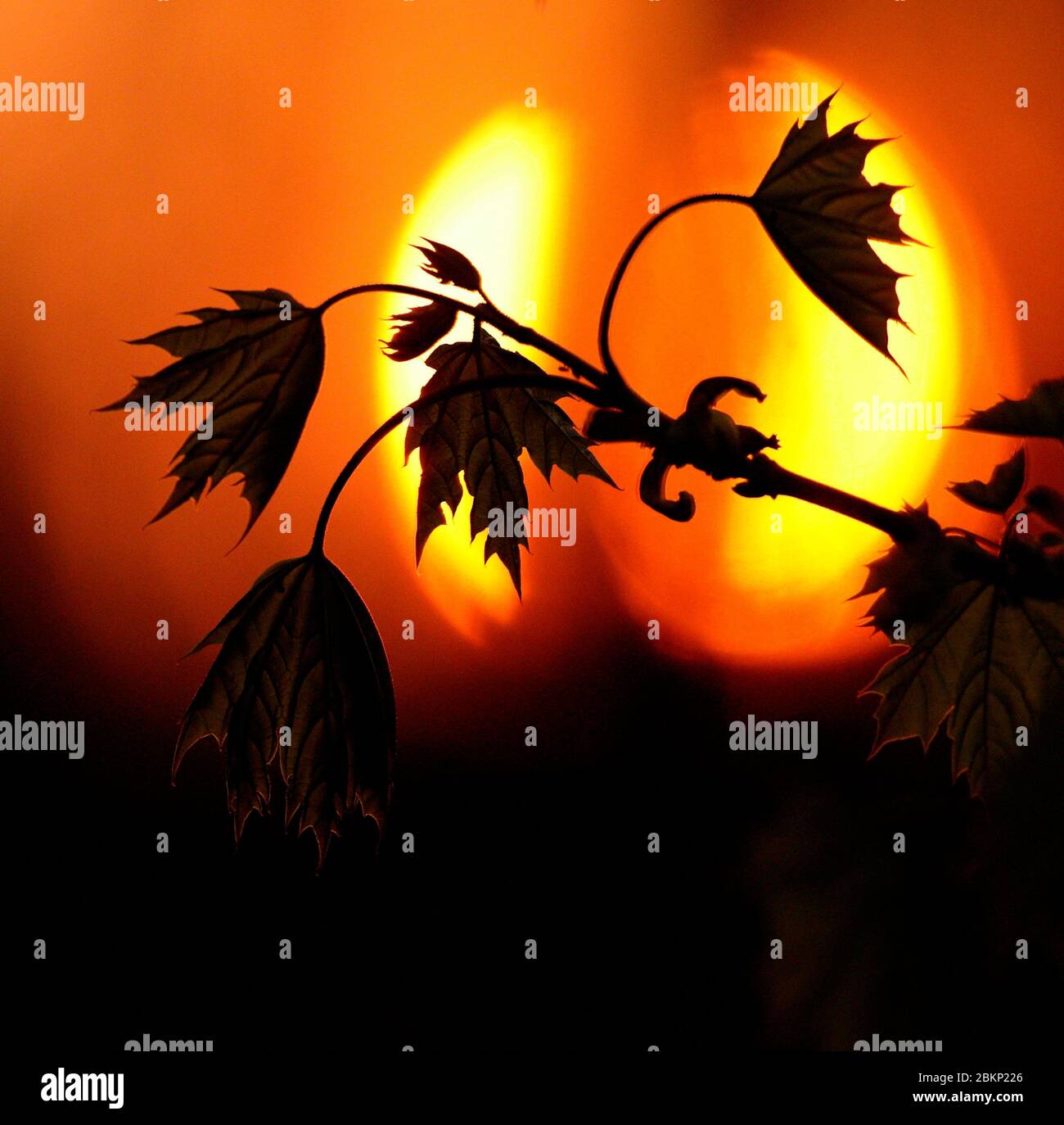 Maple shaped leaf hi-res stock photography and images - Alamy