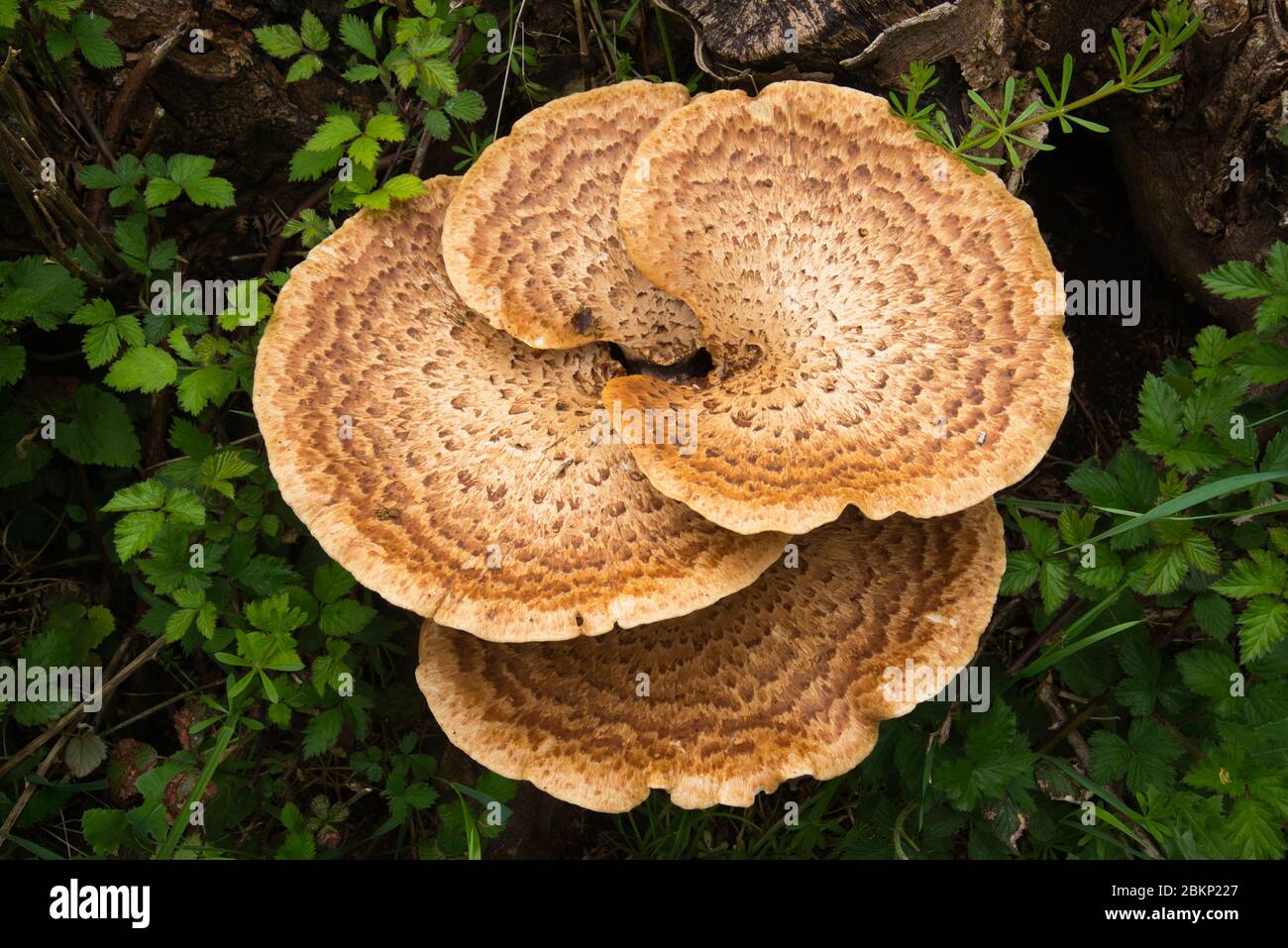 Dryad's saddle (Polyporus squamosus) growing on the trunk of a dead ...