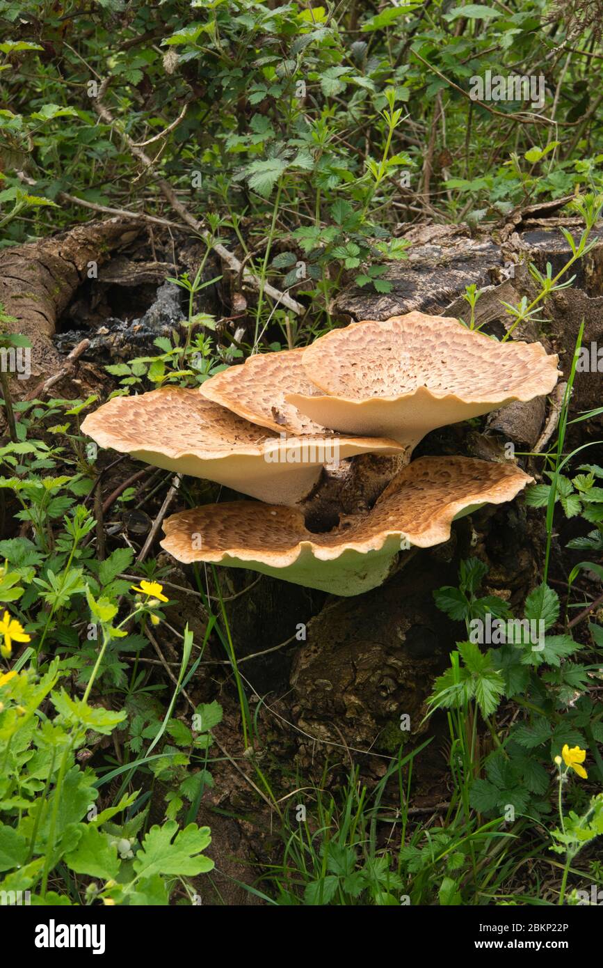 Dryads saddle fungus hi-res stock photography and images - Alamy