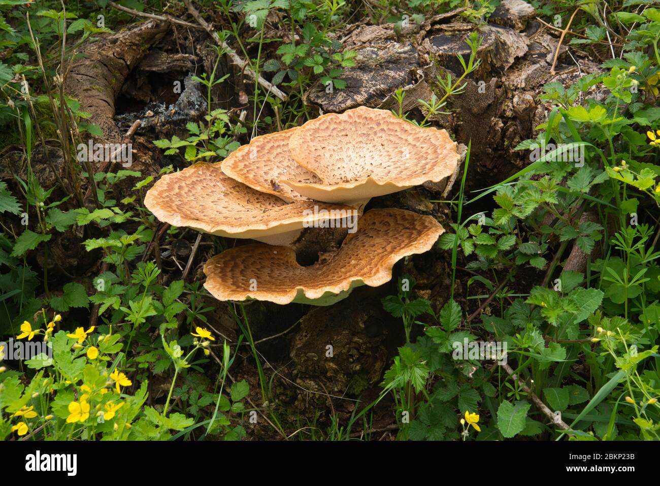 Dryad's saddle (Polyporus squamosus) growing on the trunk of a dead ...