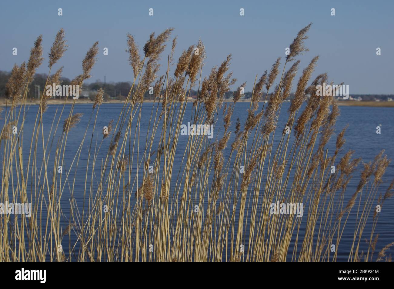 The silhouette of green reed stalks on the shore Stock Photo - Alamy