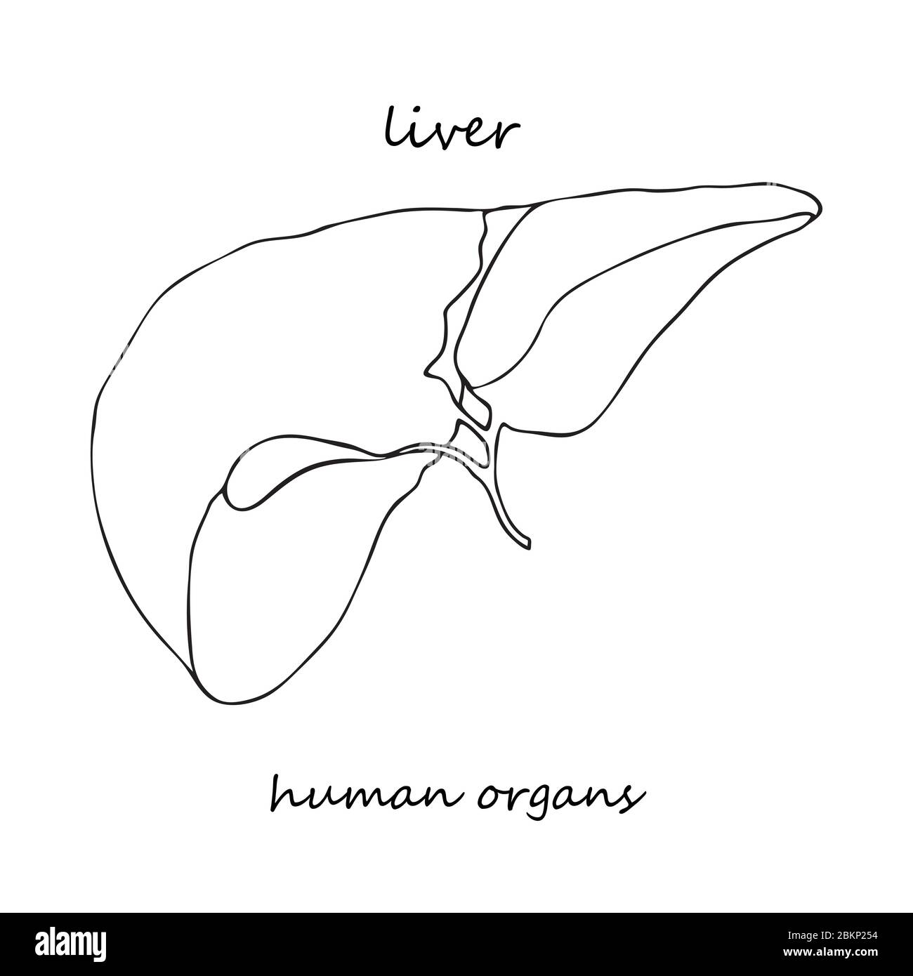 Liver. Realistic hand-drawn icon of human internal organs. Line art ...