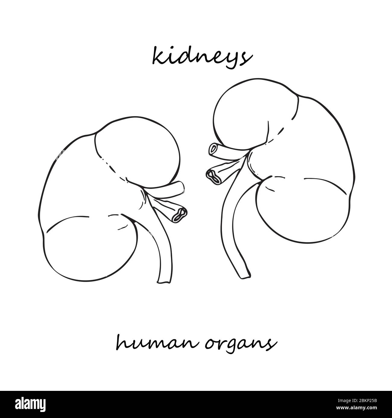 Kidney. Realistic hand-drawn icon of human internal organs. Line art ...