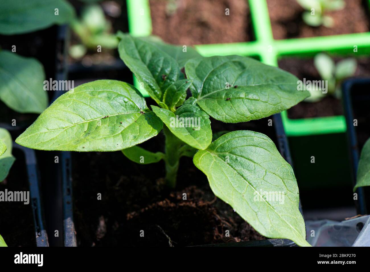 A sunflower 'Pacino Gold' (Helianthus annuus 'Pacino Gold') plant ...