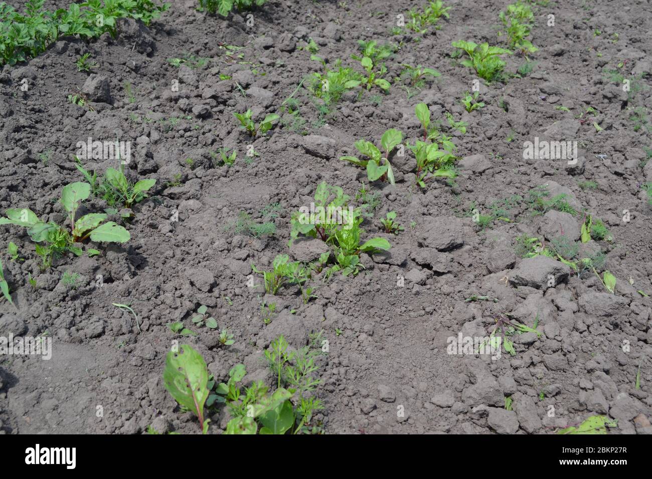 Sprouted beet seeds. Young green sprouts on on black ground. Delicate ...