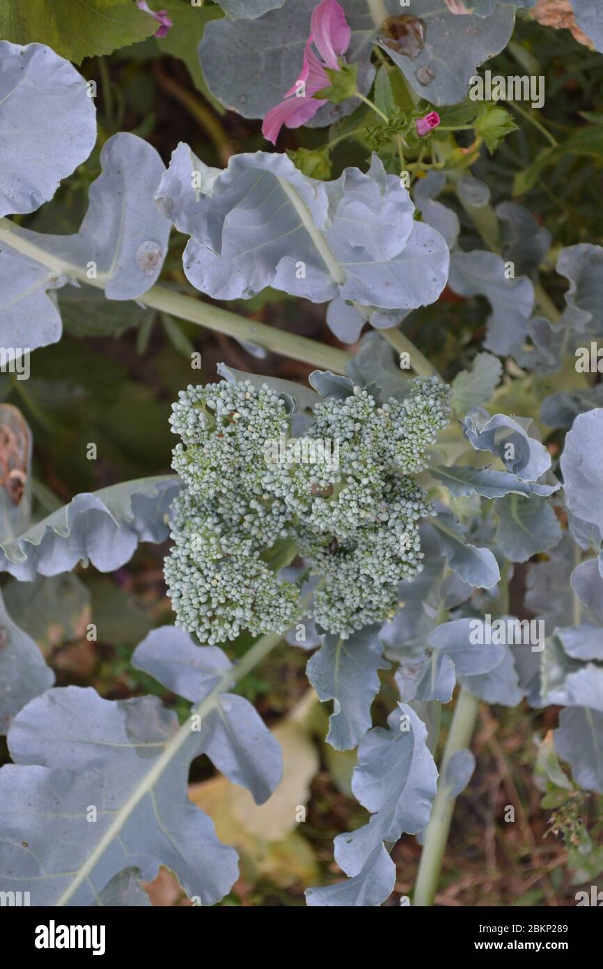 Fresh green broccoli cabbage. Cabbage in the garden. Green plant in a ...
