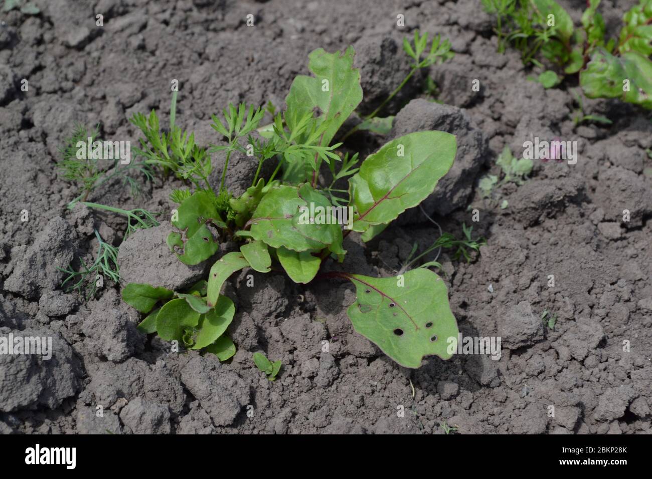 Sprouted beet seeds. Young green sprouts on on black ground. Delicate ...