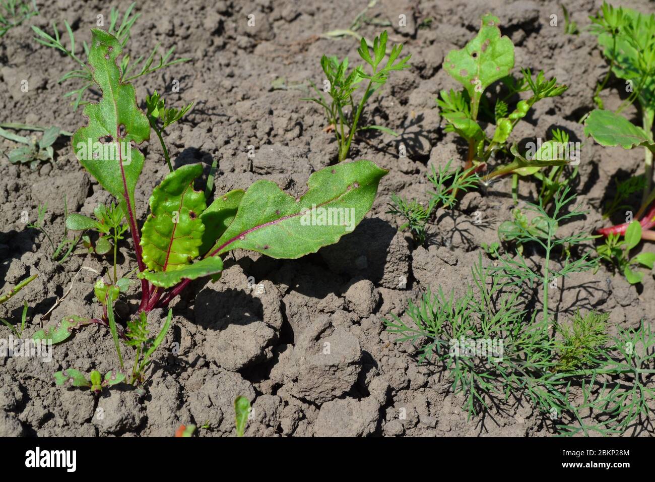 Young green sprouts. Delicate leaves. Sprouted beet Stock Photo - Alamy