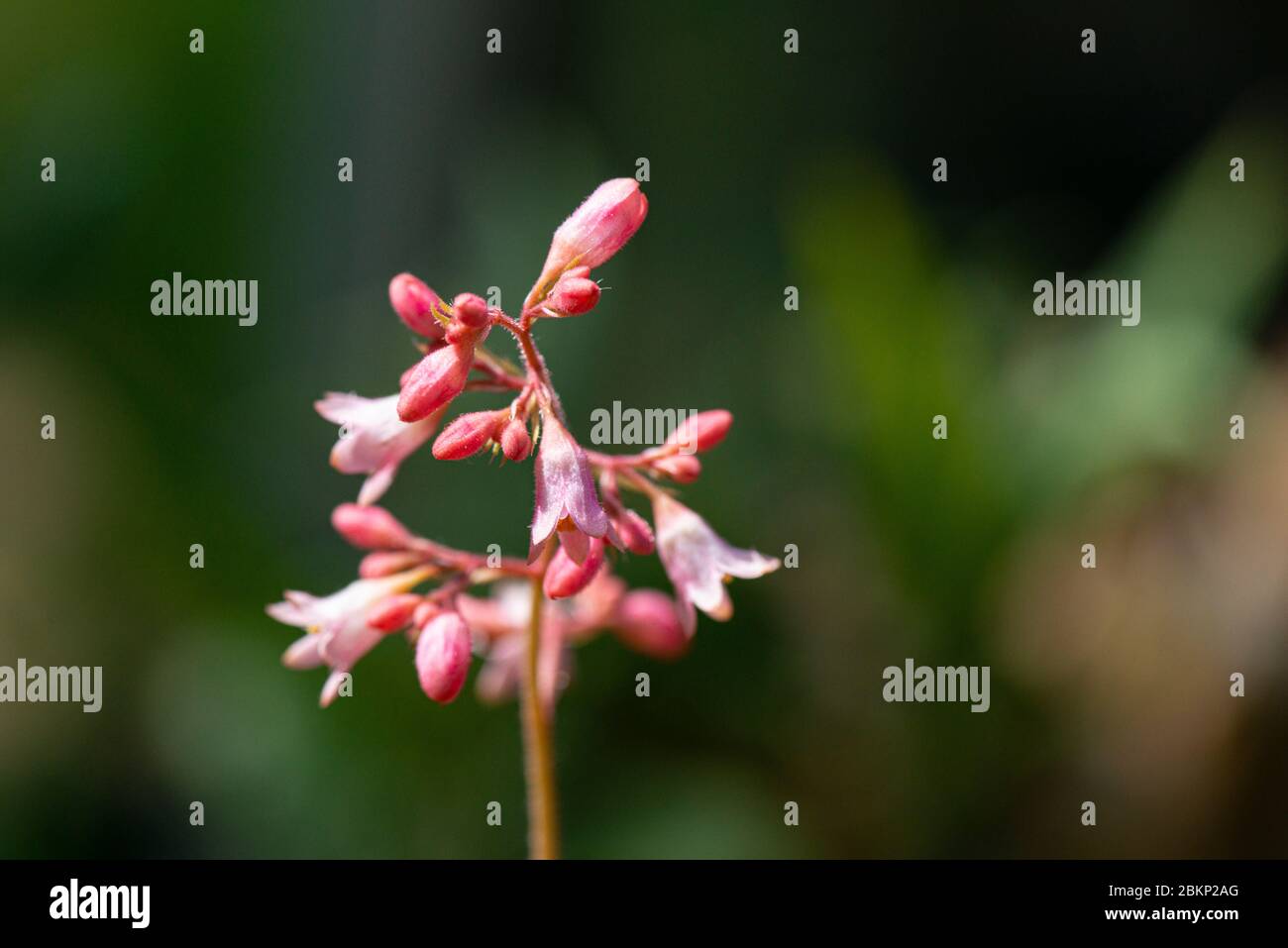 Pink coral bell flowers hi-res stock photography and images - Alamy