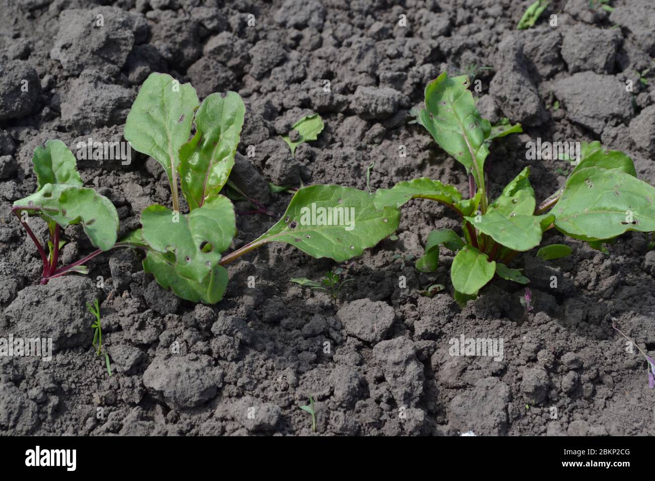 Sprouted beet seeds young hi-res stock photography and images - Alamy