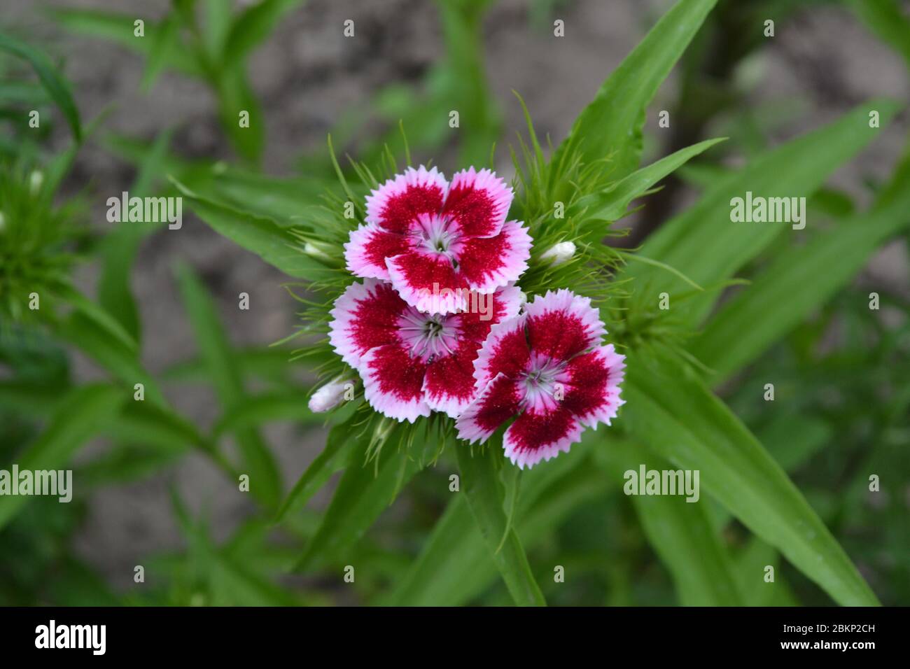 Nice smell. Bright colorful background from green leaves. Carnation ...