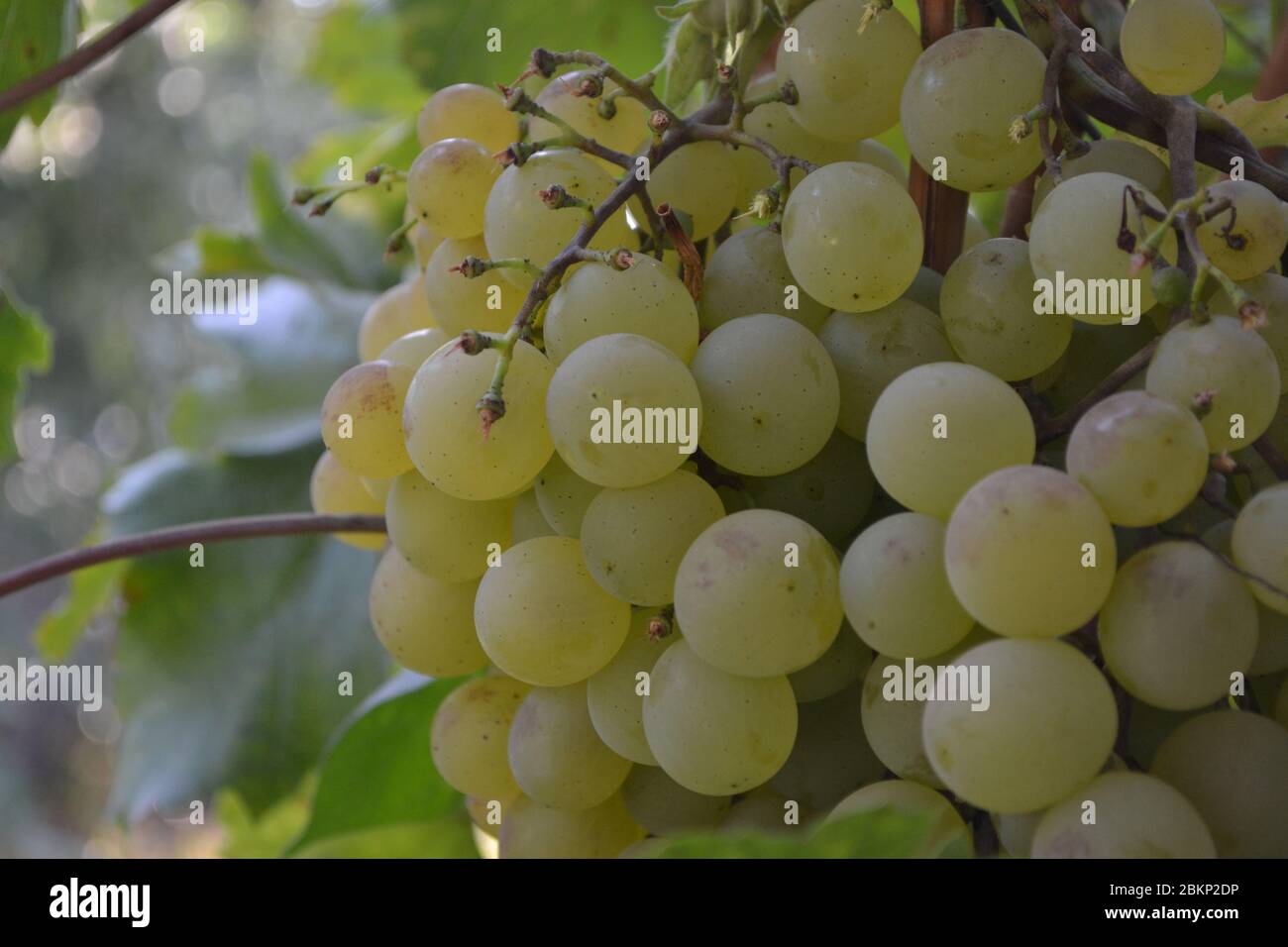Autumn landscape. Juicy bunches of grapes. Delicious ripe fruits on ...
