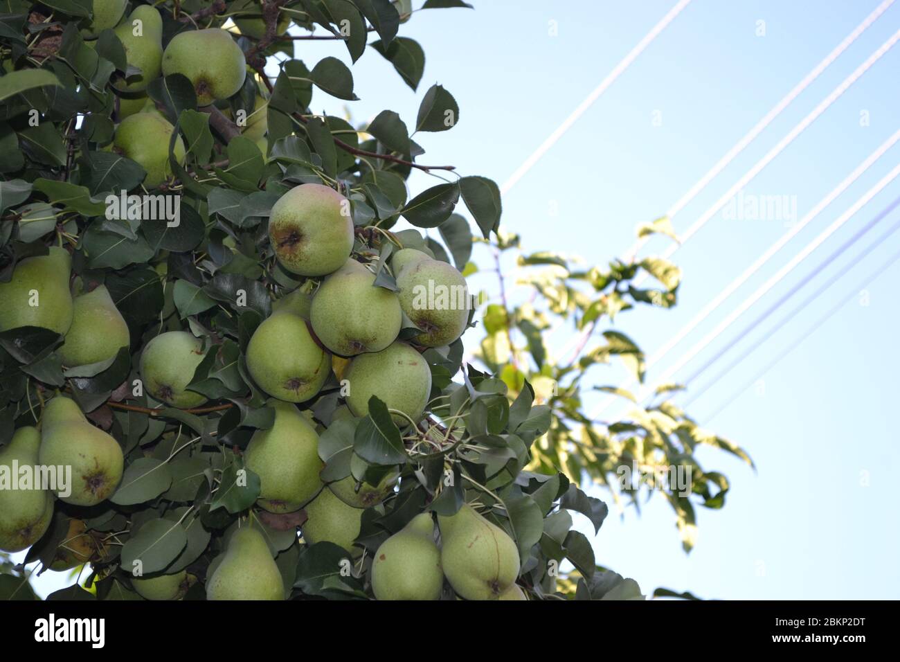 Pear. Pyrus communis. Tree with ripe pear fruit. Many fruits. Close-up ...