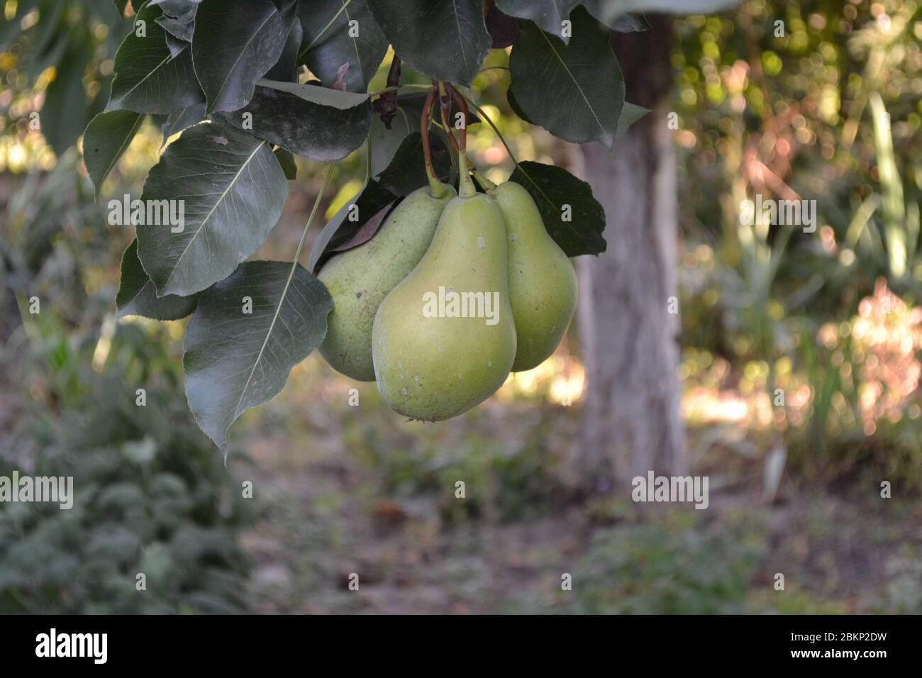 Pear. Pyrus communis. Tree with ripe pear fruit. Green leaves. Summer ...