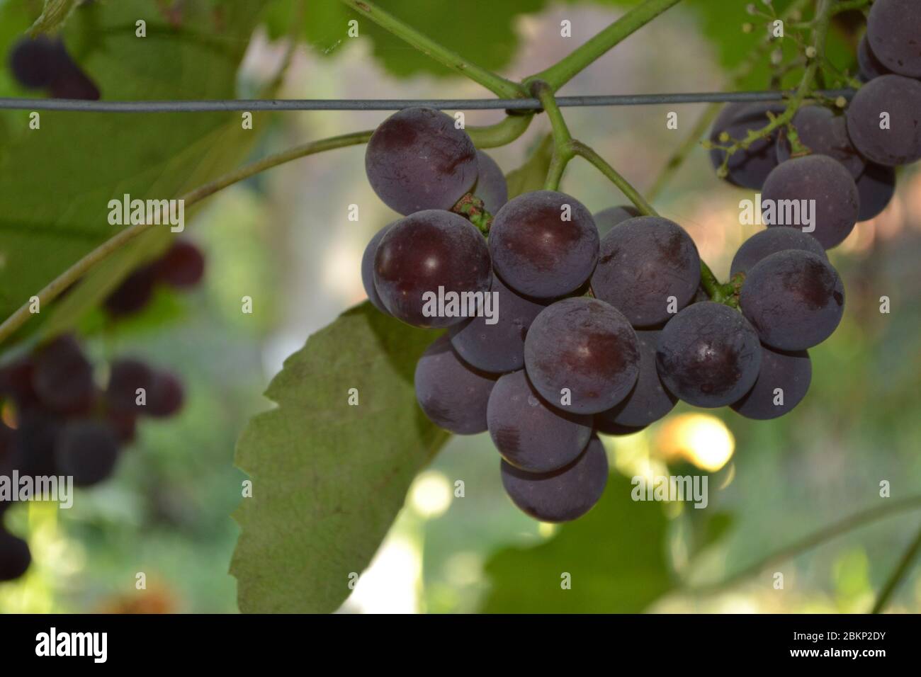 Autumn landscape. Juicy bunches of grapes. Delicious ripe fruits on ...