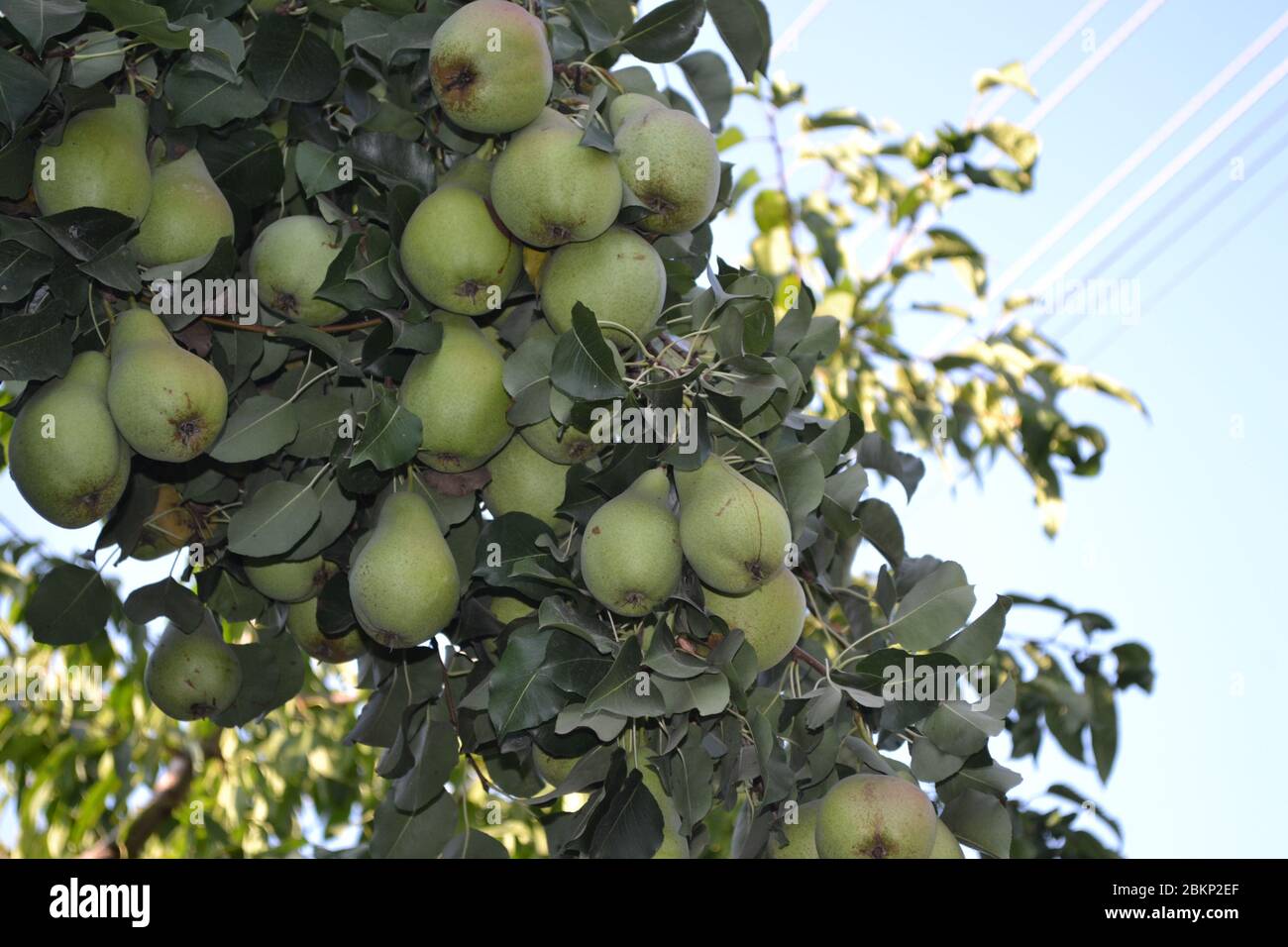Pear. Pyrus communis. Tree with ripe pear fruit. Many fruits. Close-up. Horizontal photo. Green ...