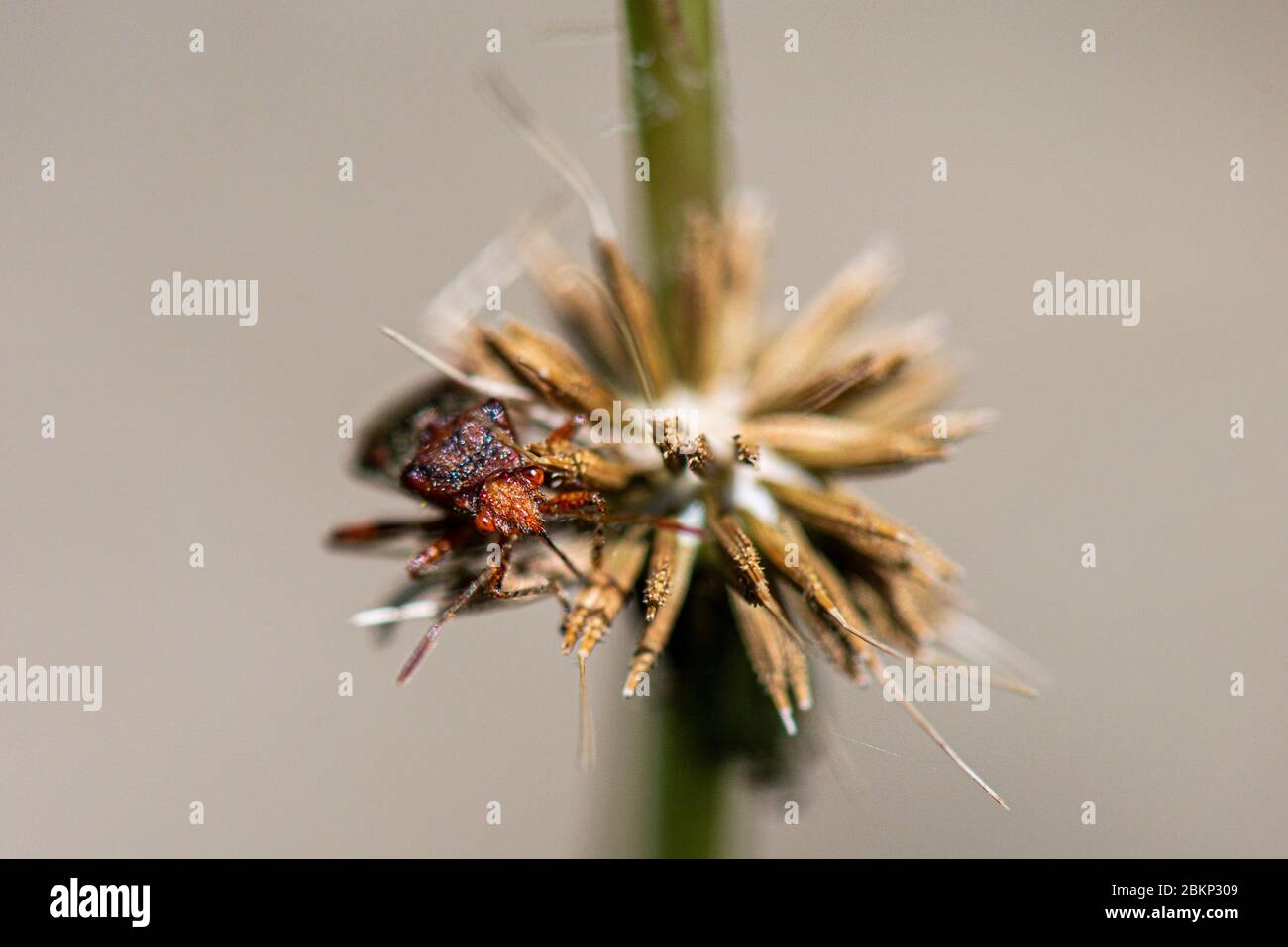 A scentless plant bug (Rhopalus subrufus Stock Photo - Alamy