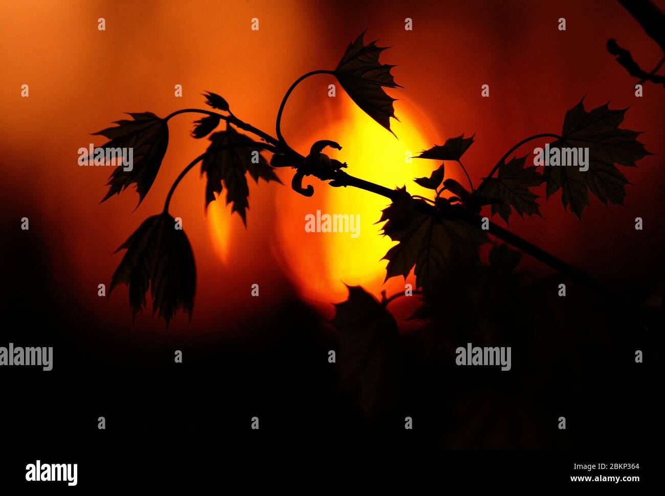 Norway red maple hi-res stock photography and images - Alamy