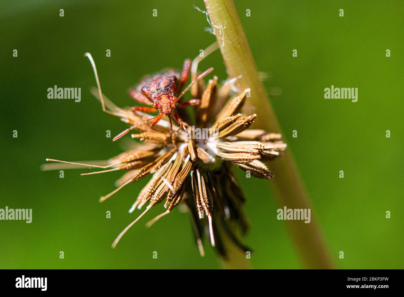 Scentless plant bug hi-res stock photography and images - Alamy