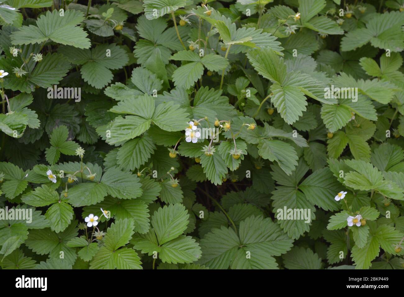 Strawberries. Fragaria vesca. Bushes of strawberry. Home garden, flower ...