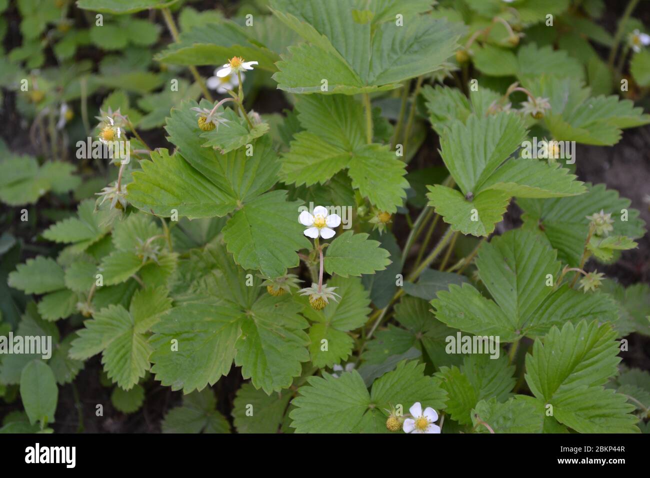Strawberries. Fragaria vesca. Bushes of strawberry. Home garden, flower ...