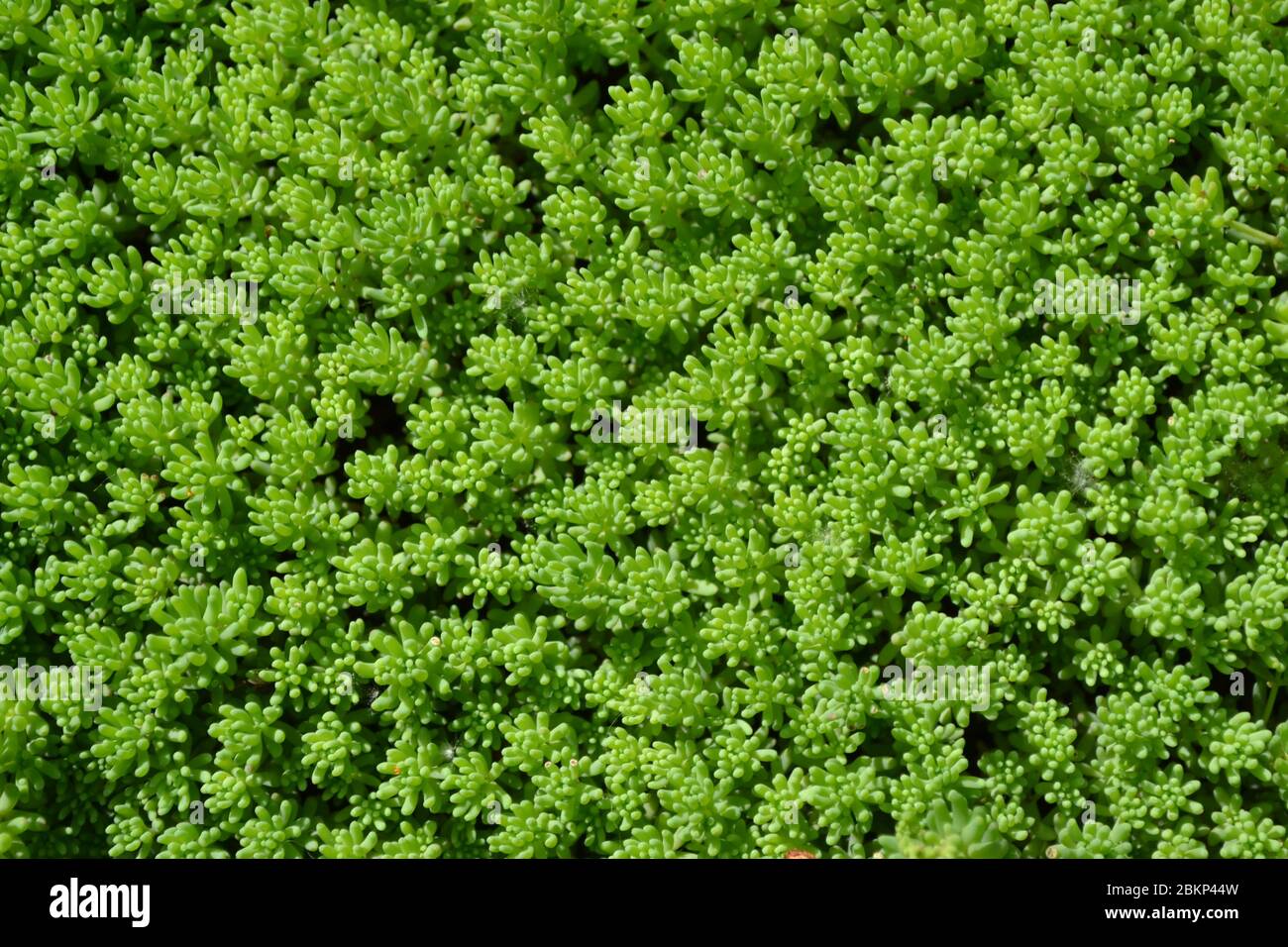 Sedum. Stonecrop. Home garden, flower bed. Gentle green plant. Hare ...
