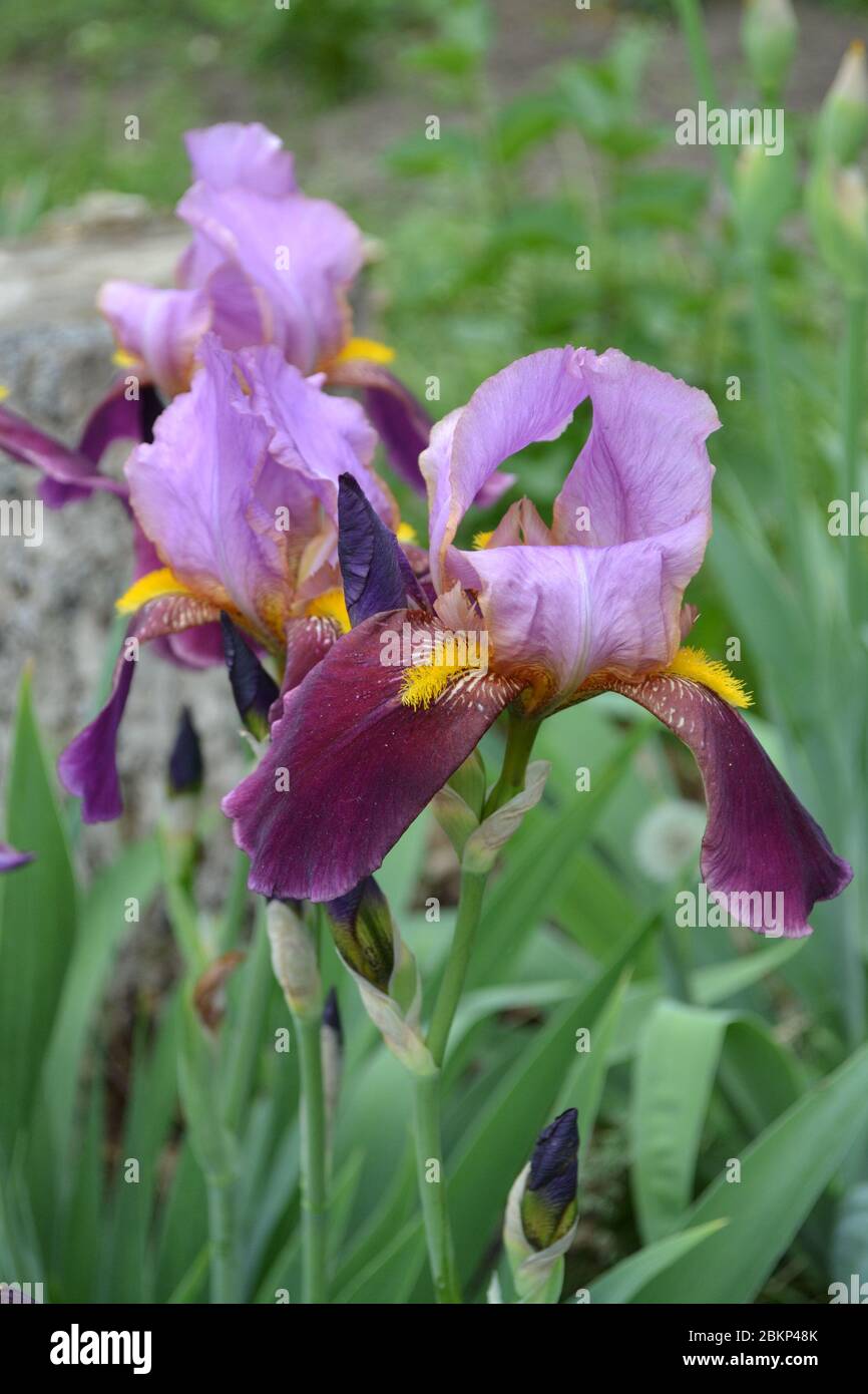 Home garden, bed. Iris. Perennial rhizomatous plant of the Iris family ...