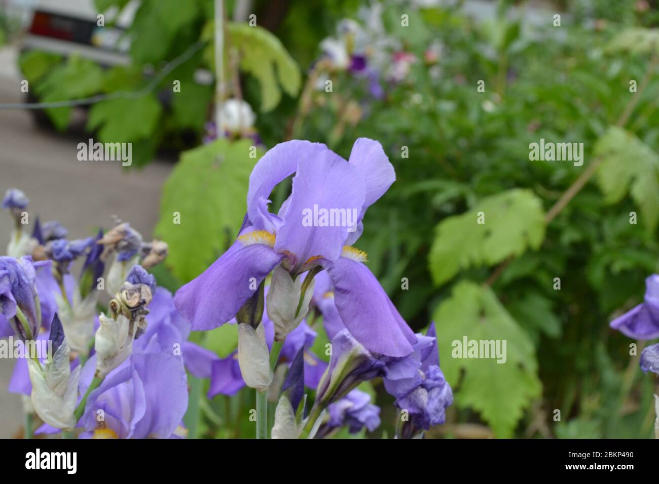 Home garden, flower bed. Iris. Perennial rhizomatous plant of the Iris ...