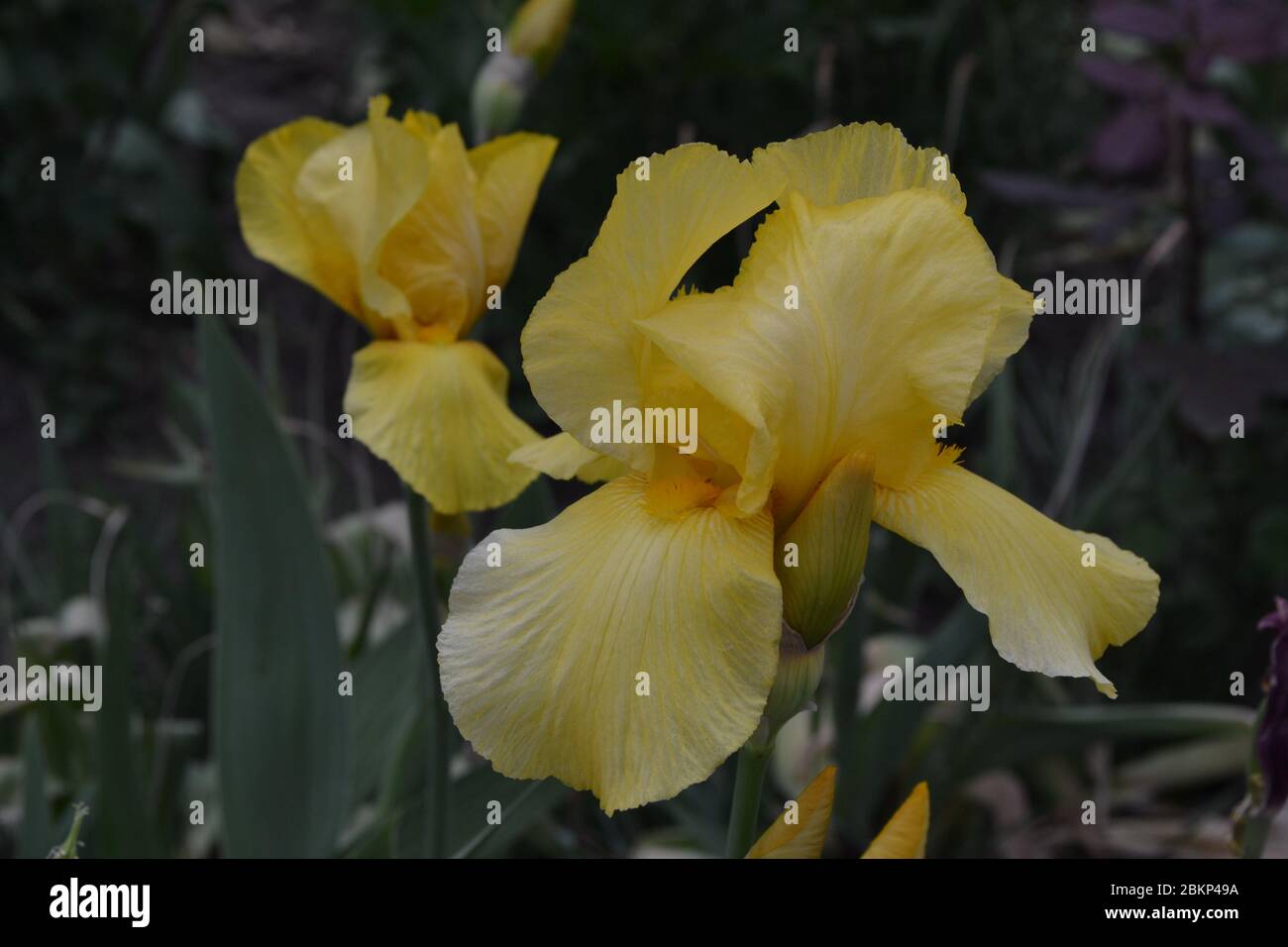 Home garden, flower bed. Iris. Perennial rhizomatous plant of the Iris ...