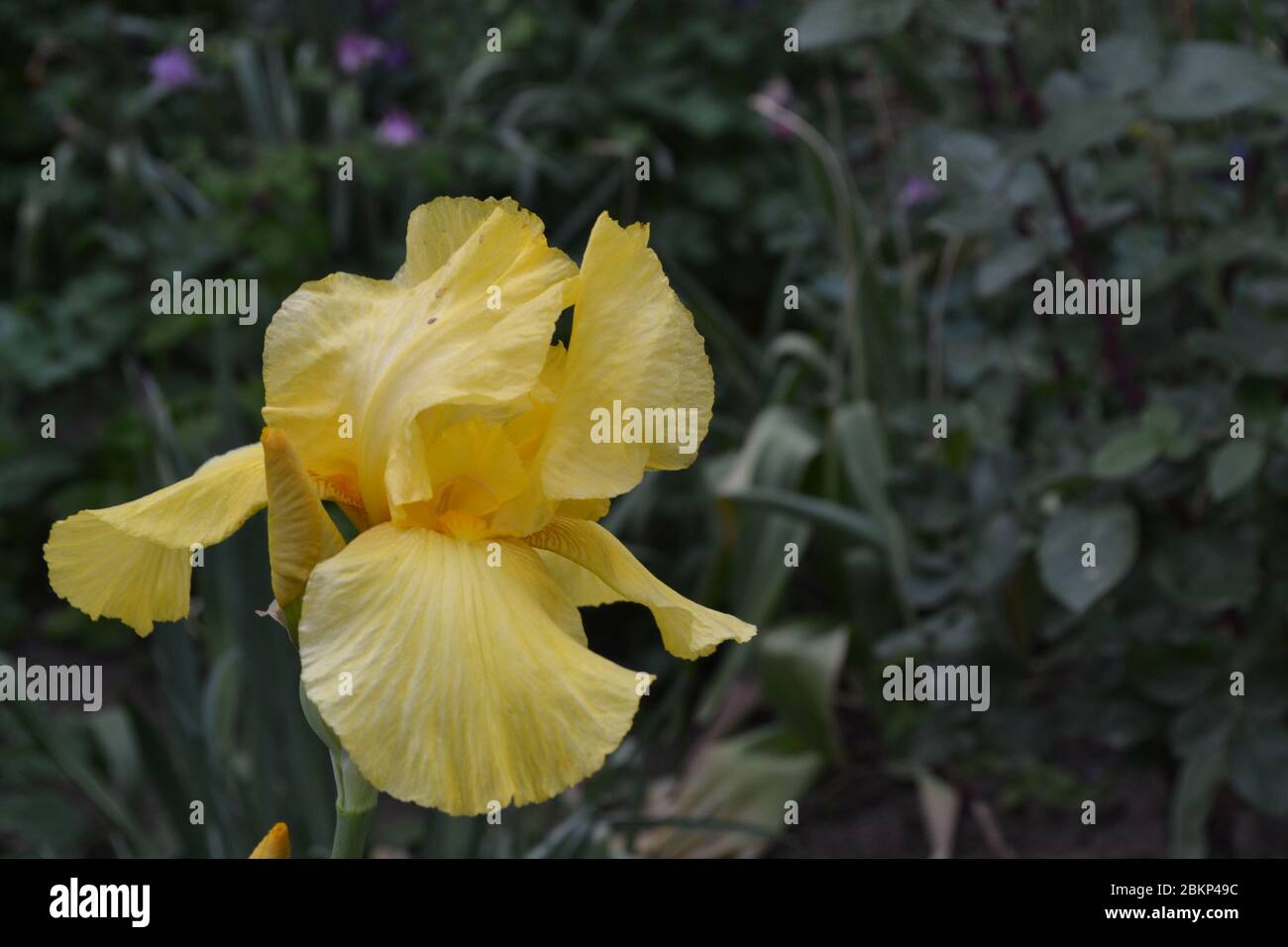 Home garden, flower bed. Iris. Perennial rhizomatous plant of the Iris ...