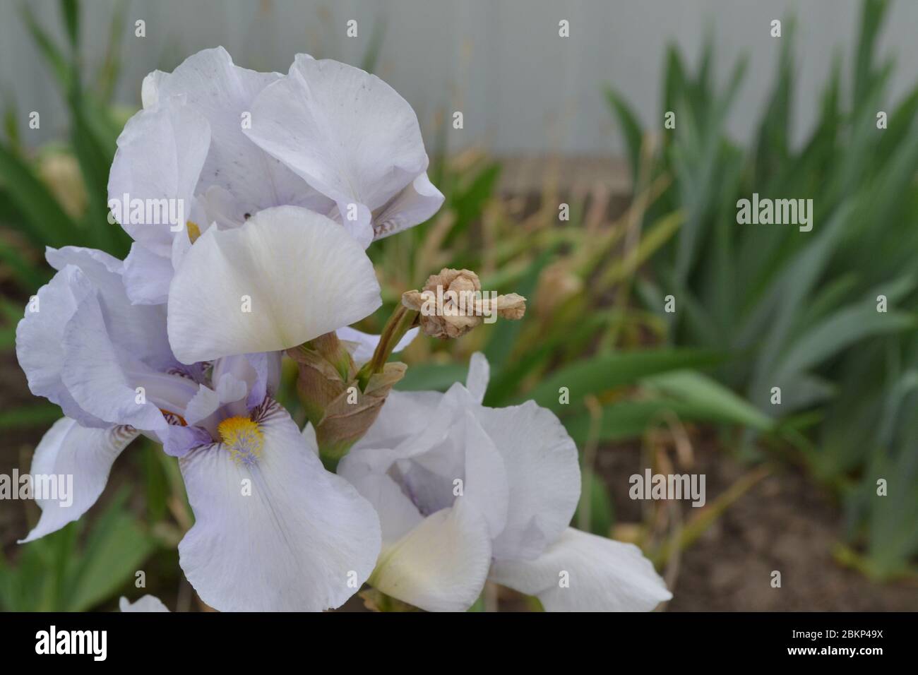 Beautiful flower. Iris. Perennial rhizomatous plant of the Iris family ...