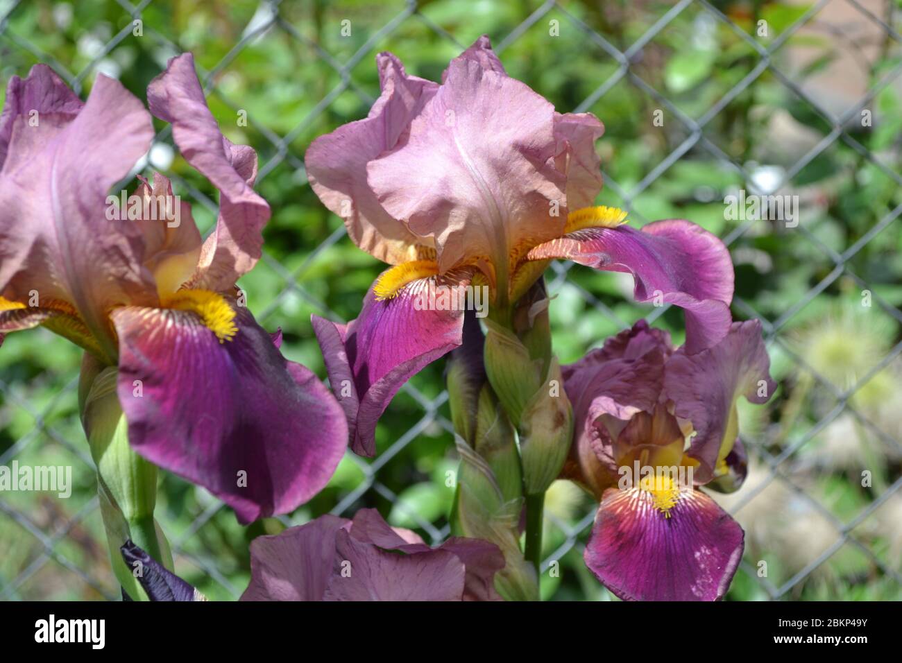 Home garden, flower bed. Luxurious purple flower. Iris. Perennial ...