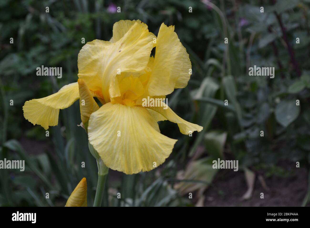 Home garden, flower bed. Iris. Perennial rhizomatous plant of the Iris ...