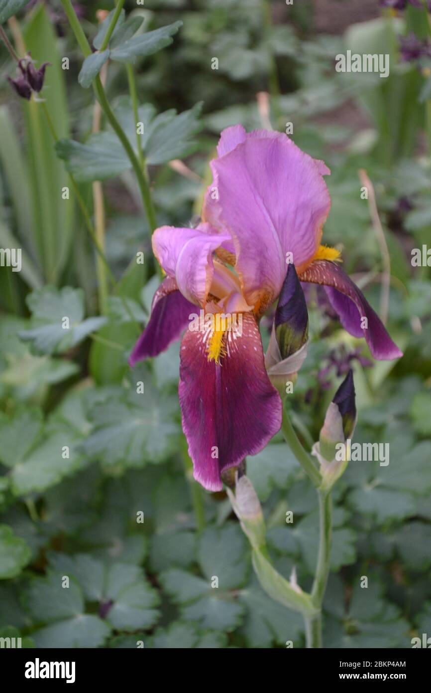 Iris. Perennial rhizomatous plant of the Iris family (Iridaceae). Home ...