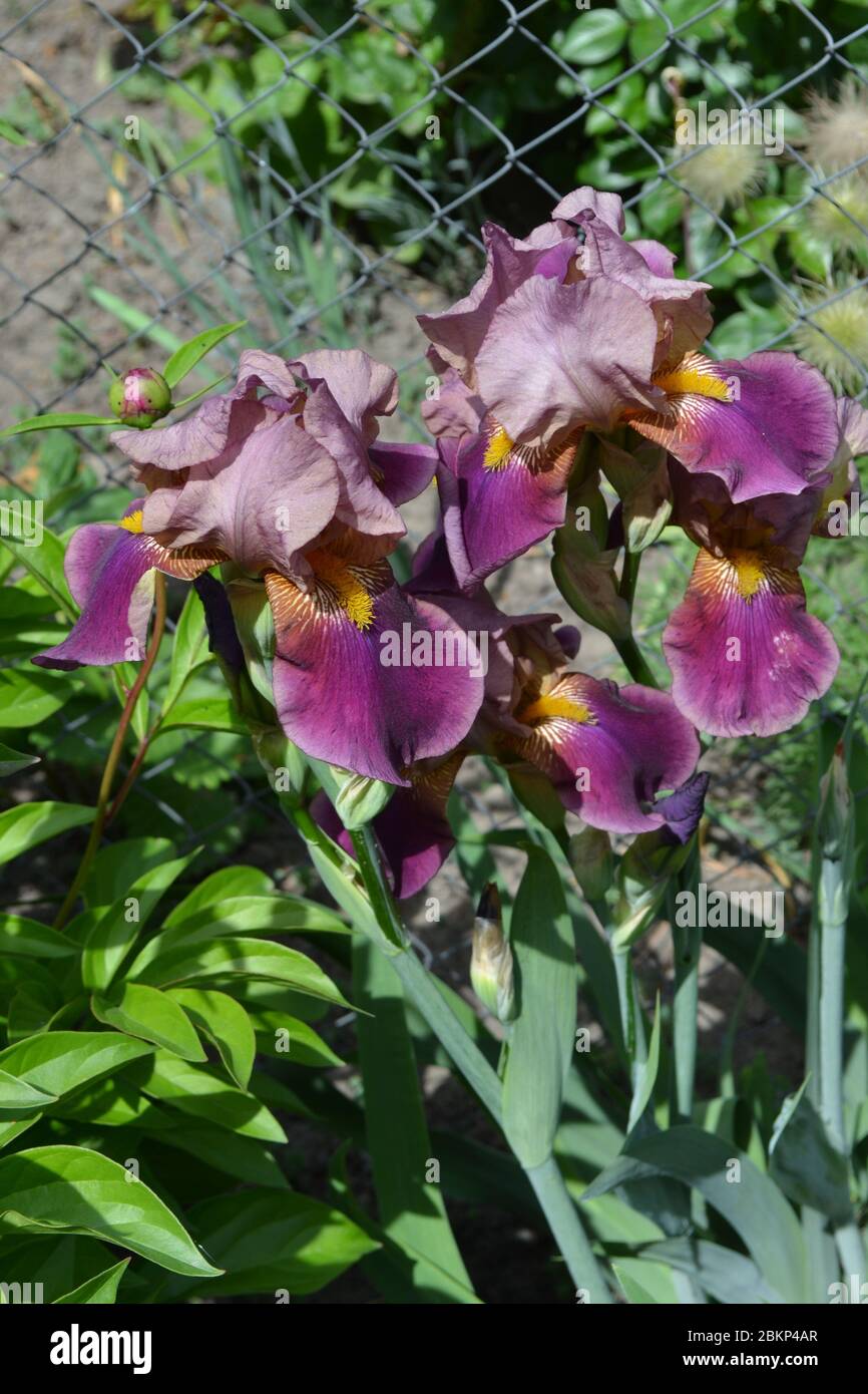 Perennial rhizomatous plant of the Iris family (Iridaceae). Beautiful ...