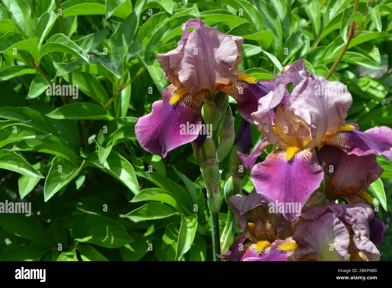 Perennial rhizomatous plant of the Iris family (Iridaceae). Beautiful ...
