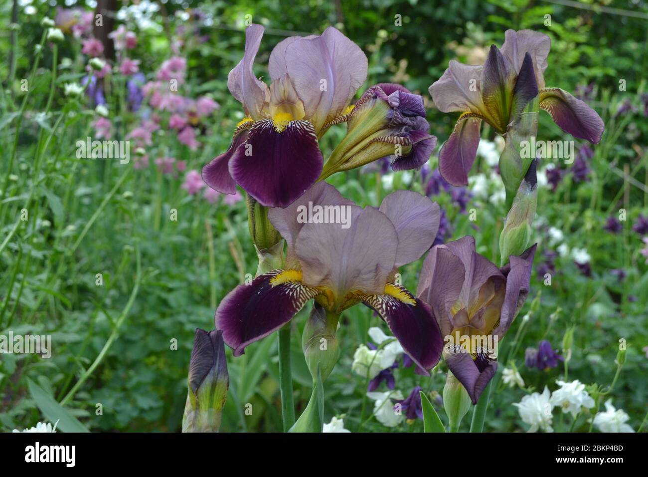 Iris. Perennial rhizomatous plant of the Iris family (Iridaceae). Home ...