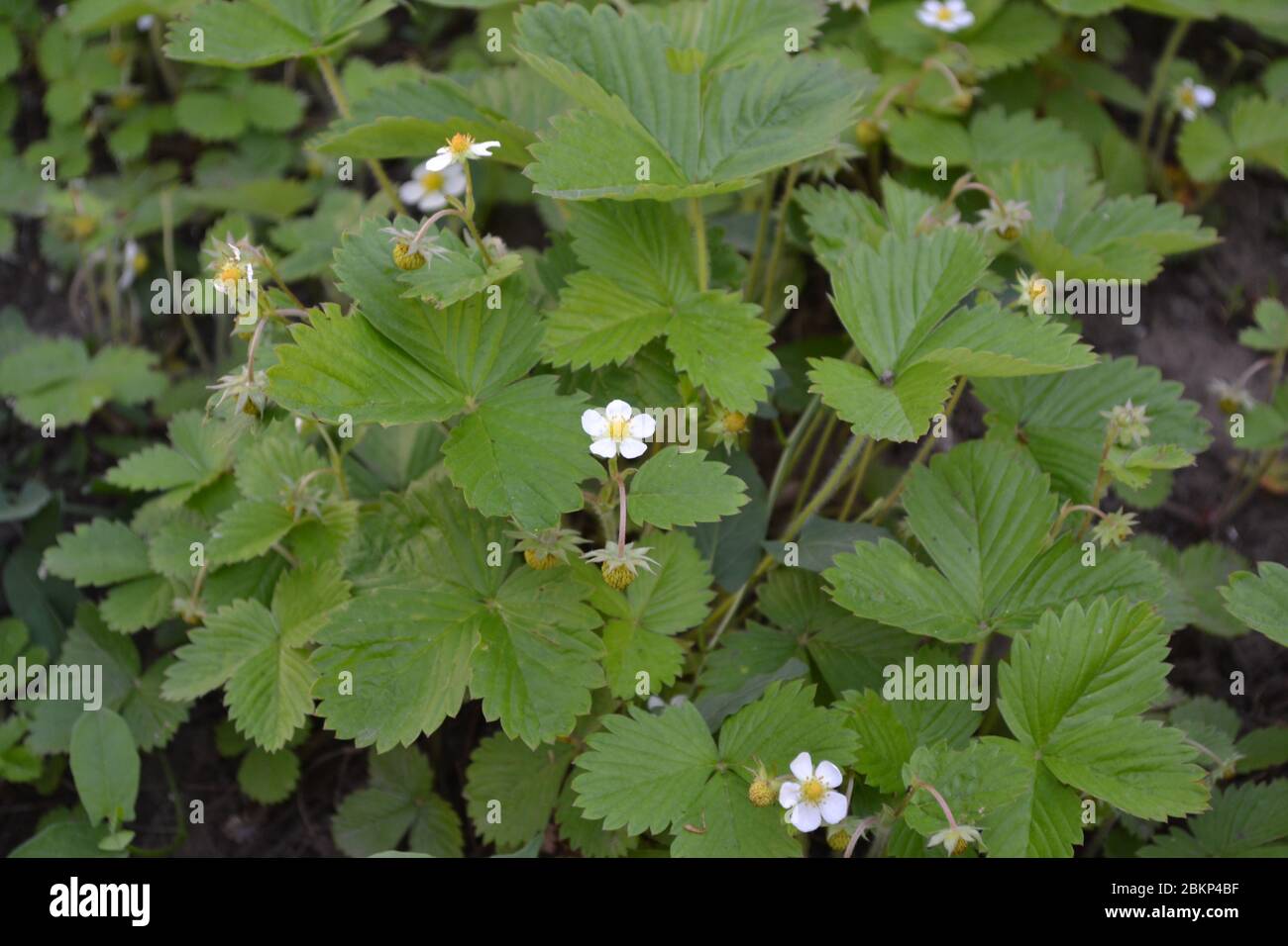Strawberries. Fragaria vesca. Bushes of strawberry. Home garden, flower ...