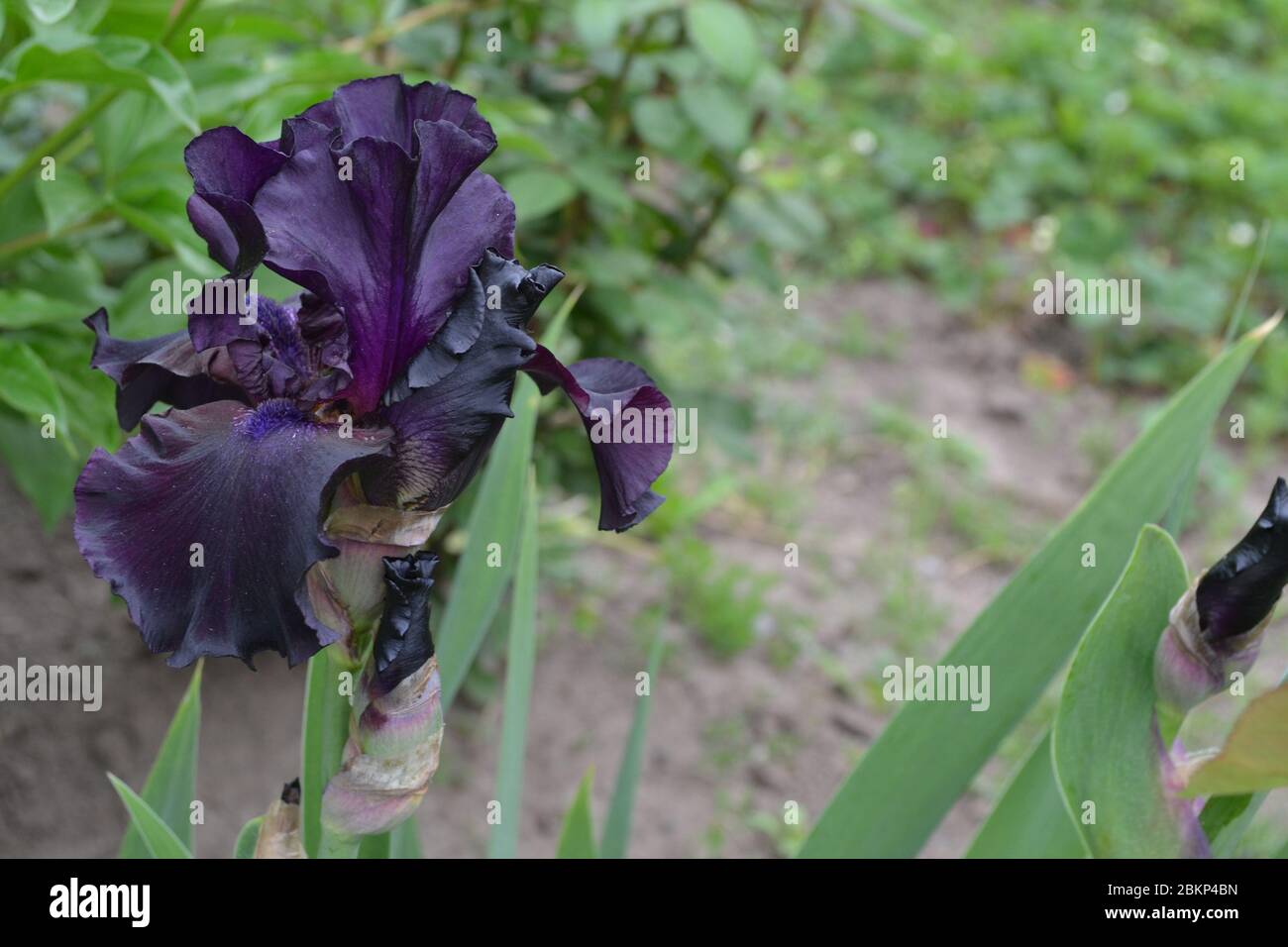Home garden, flower bed. Iris. Perennial rhizomatous plant of the Iris ...