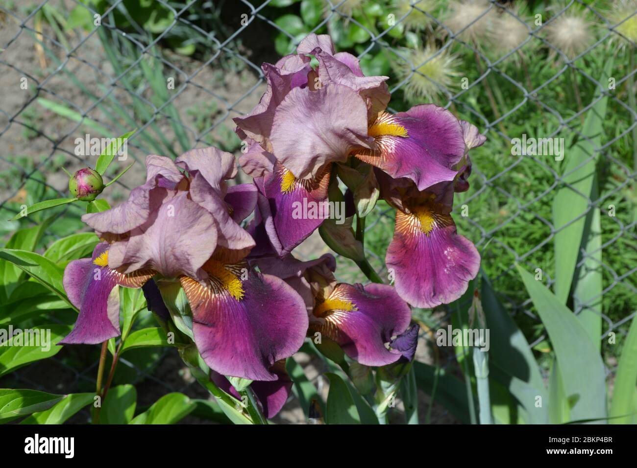 Perennial rhizomatous plant of the Iris family (Iridaceae). Beautiful ...