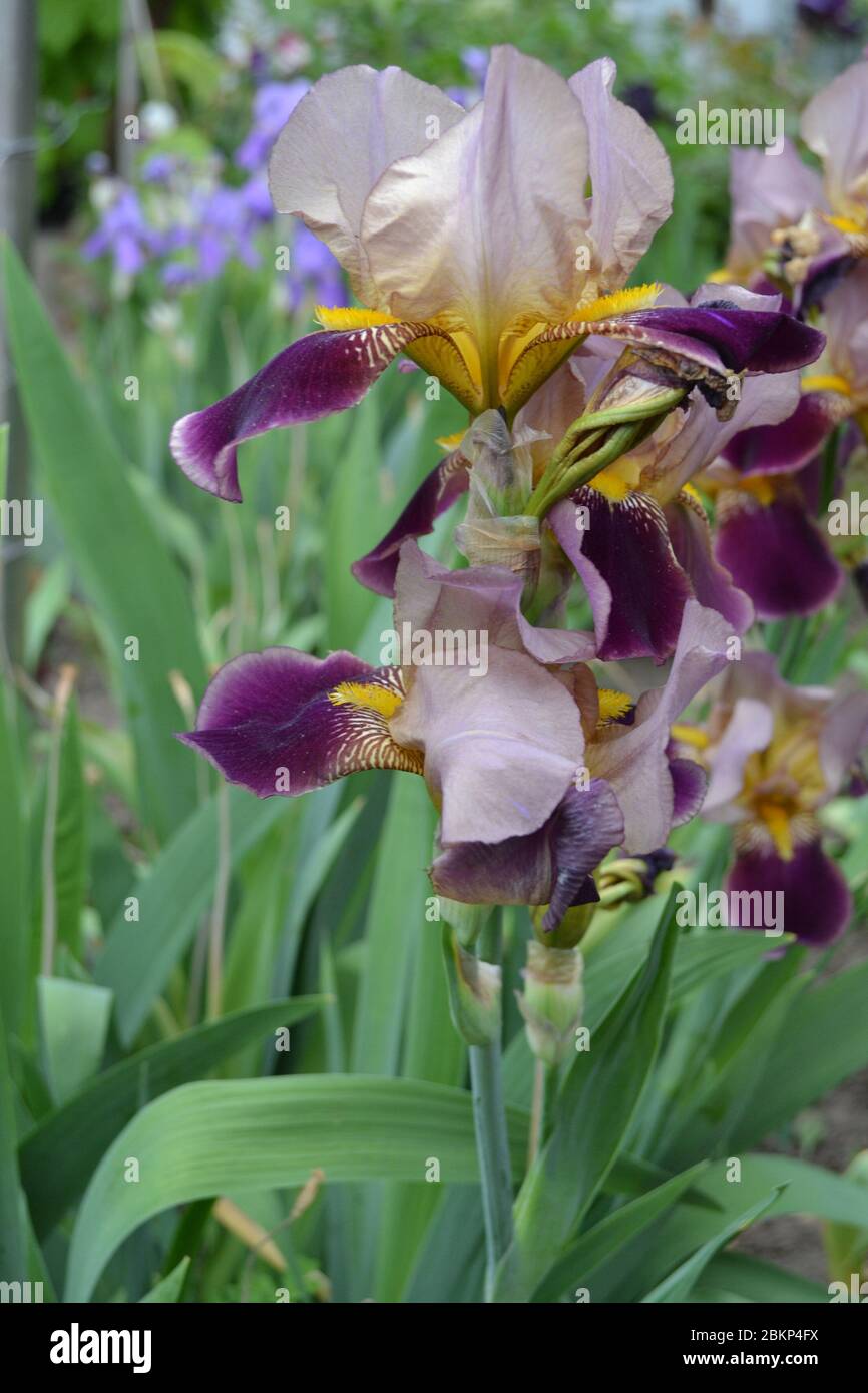 Iris. Perennial rhizomatous plant of the Iris family (Iridaceae ...